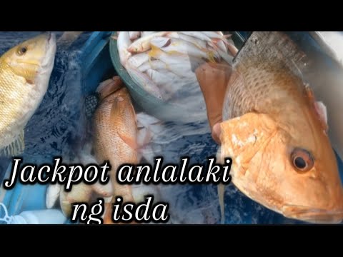 Part 2. Sobrang dami ng isda sa bahura - YouTube