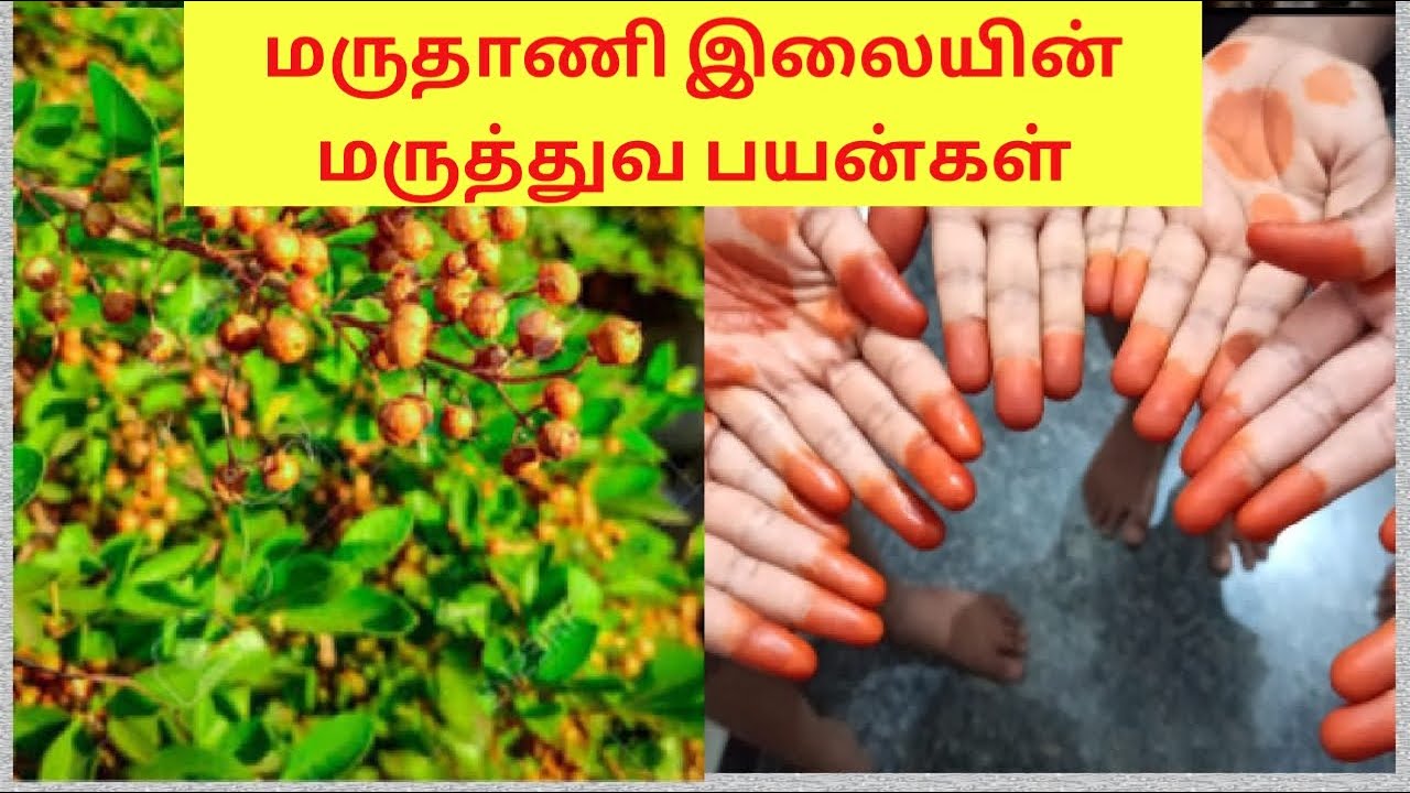 மருதாணி இலையின் பயன்கள்/ Benefits of Henna leaves/ Maruthani/அழவணம்/Way ...