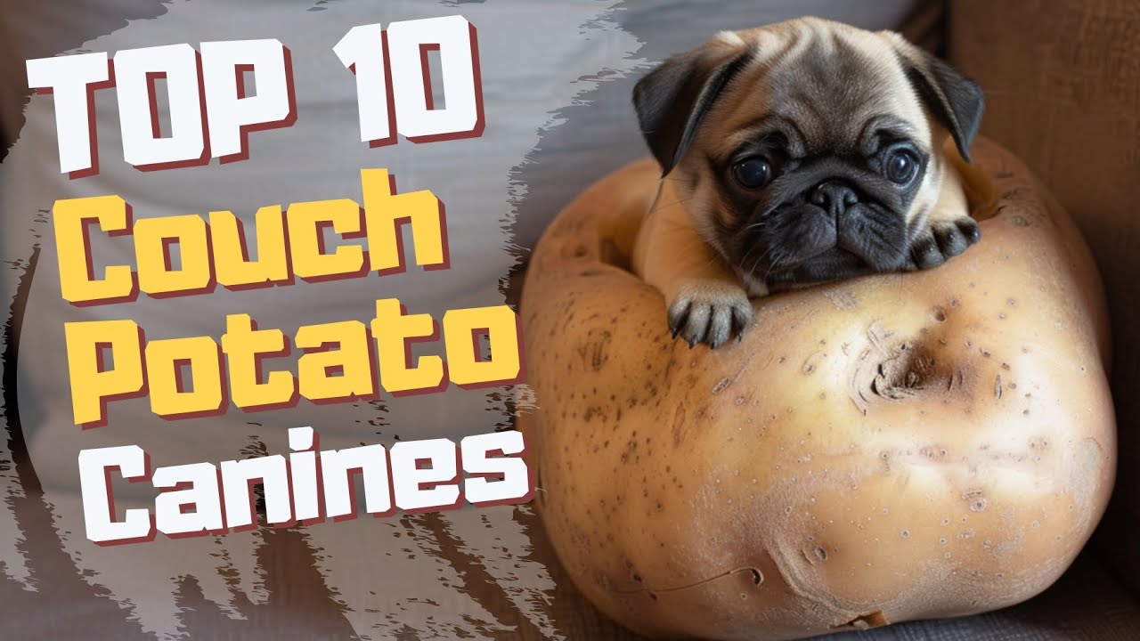 Top 10 Couch Potato Canines 🐶 Lazy Dog Breeds for Relaxed Owners - YouTube