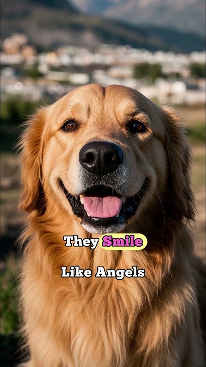 Why You Should Never Own a Golden Retriever (Unless You Love Being ...