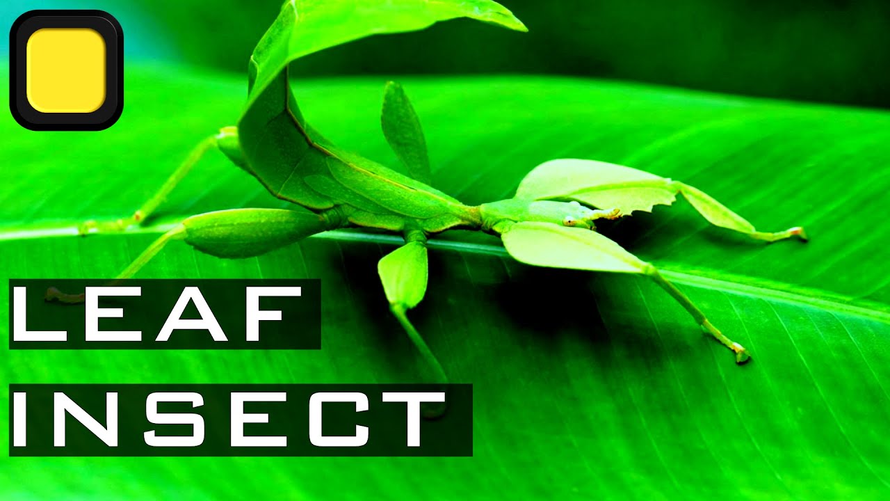 Leaf Insect — The Master of Disguise — Natural Camouflage #Insects # ...