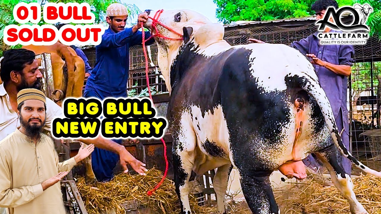 Shed Construction Update | BIG BULL NEW ENTRY | 01 Bull SOLD OUT | AQ ...