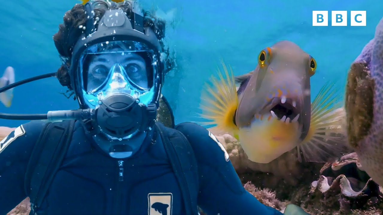 Famous Fish Moments 🐟🦖 | Tusk Fish, Octopus and more! | Andy's Amazing ...