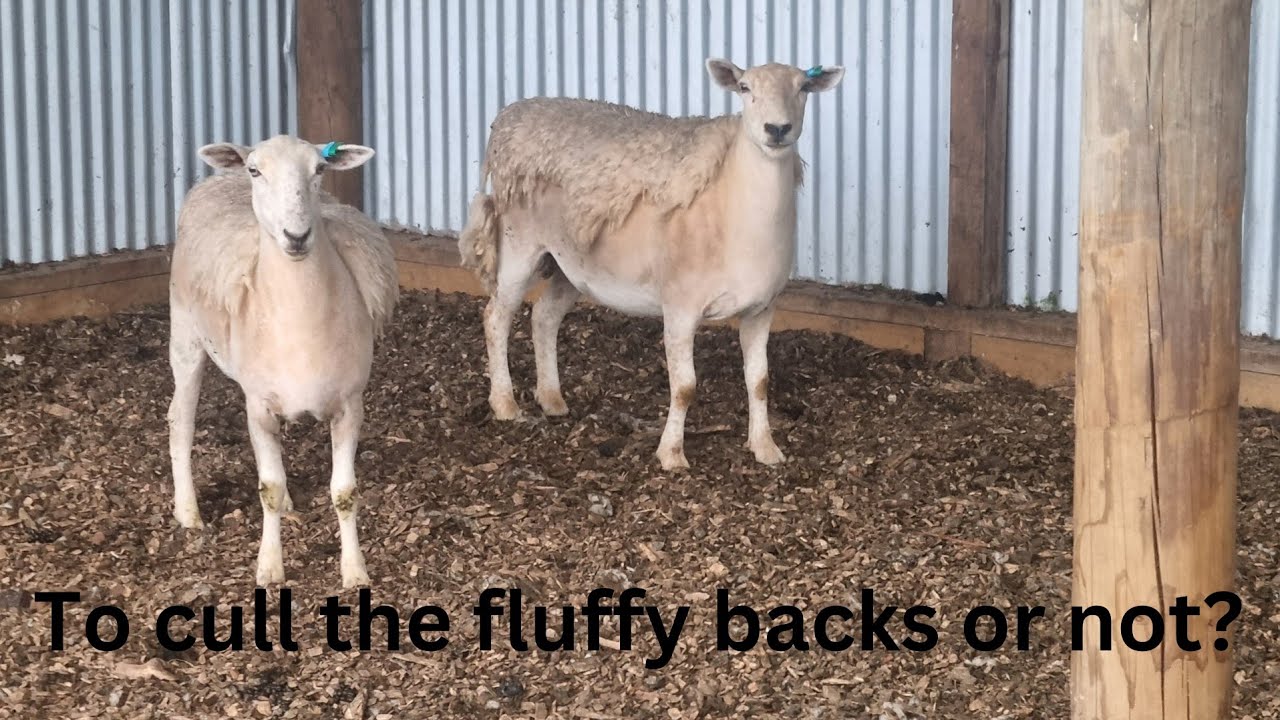 To cull the fluffy back sheep or Not to cull them? - YouTube