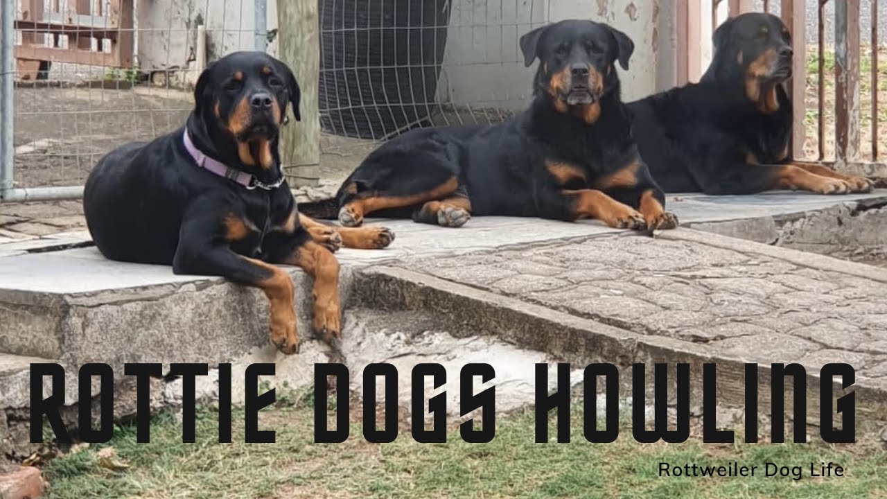 Rottie Dogs Howling | Rottweiler dog life - YouTube