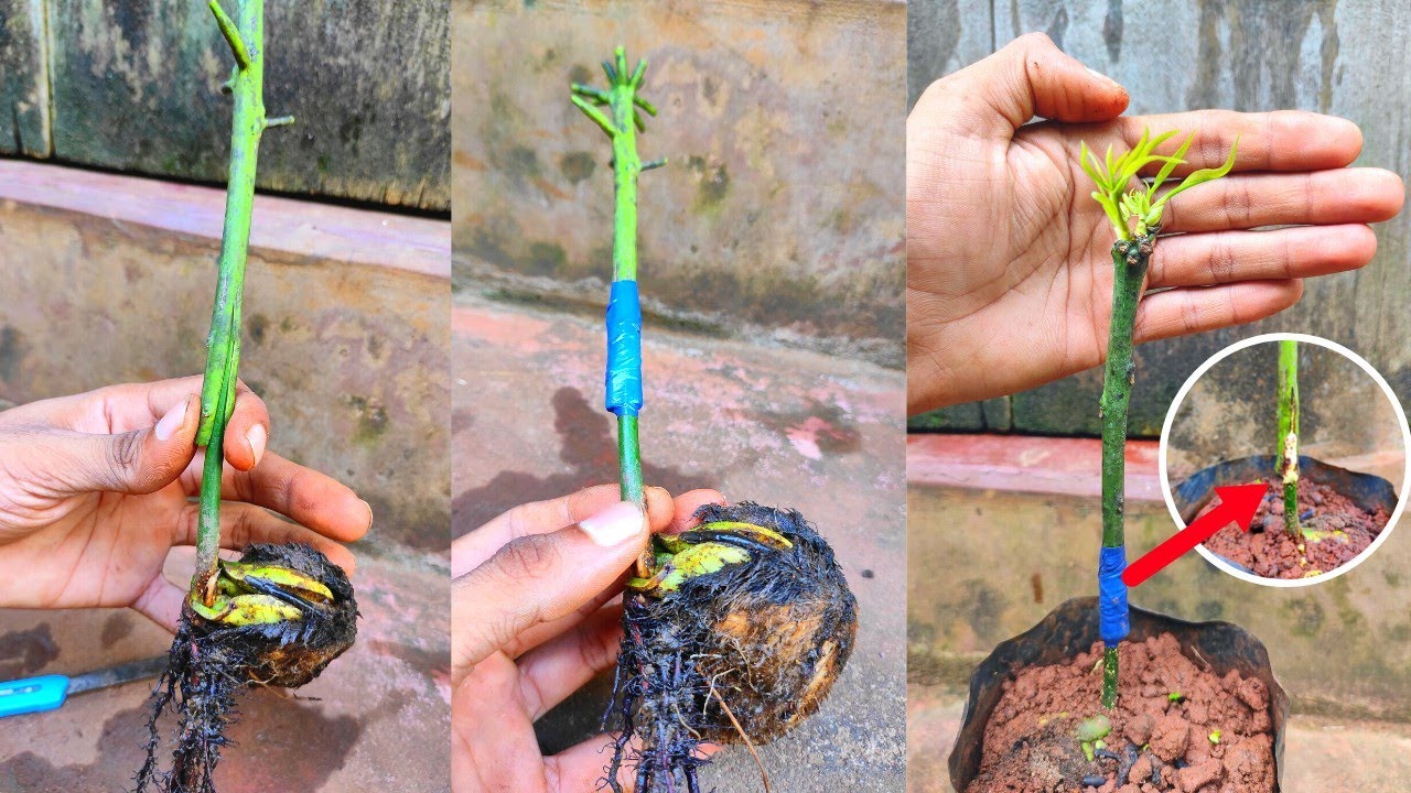Mango Grafting unique technique Amazing result 💯% success - YouTube