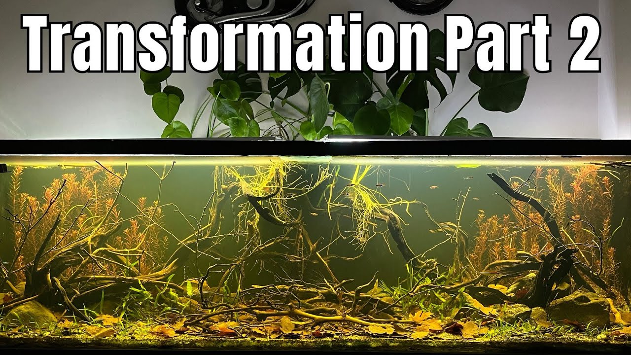 My Dirted Tank’s Transformation to a Black Water Dirted Tank Part 2 ...