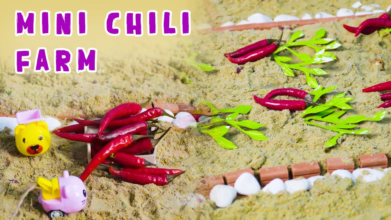 Mini chili farm | Plant and harvest ripe peppers on the tree | Mini ...