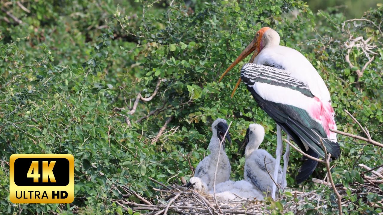 Guardian of the Nest: Stork Mom Watches Over Her Precious Babies ...
