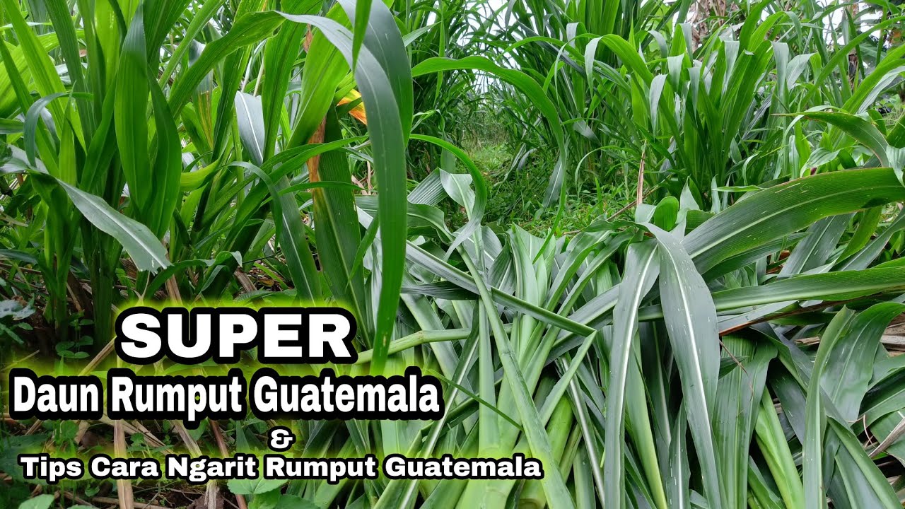SUPER..!! Daun Rumput GUATEMALA dan Tips Cara Ngarit Rumput Guatemala ...