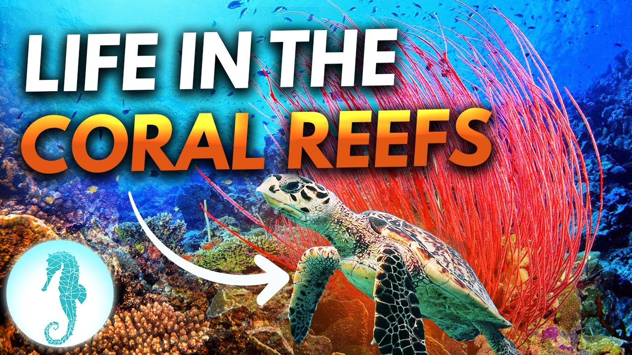 Coral Reefs Biodiversity: Vibrant Marine Ecosystems | Documentary - YouTube