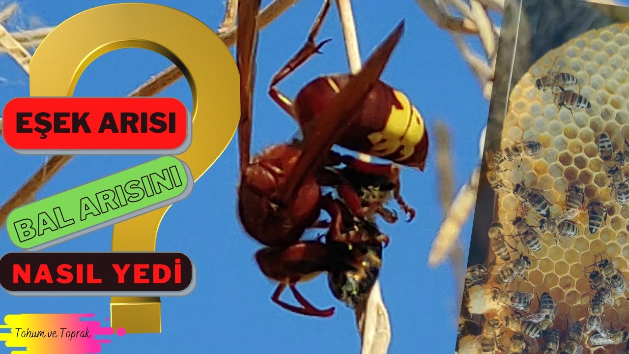 EŞEK ARISI BAL ARISINI YEDİ Mİ? / Doğadaki Denge Çok Acımasız ! - YouTube