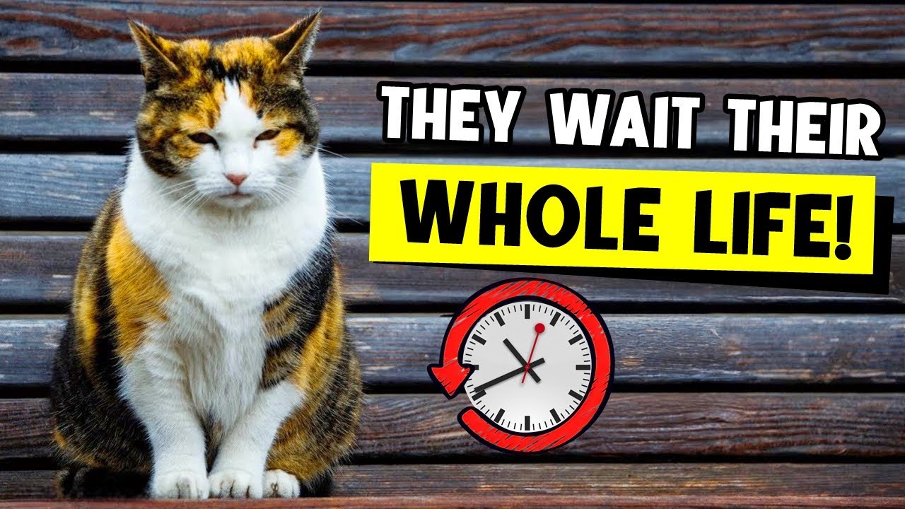 Your cats wait their WHOLE LIFE for you to DO THIS! 🐈 - YouTube