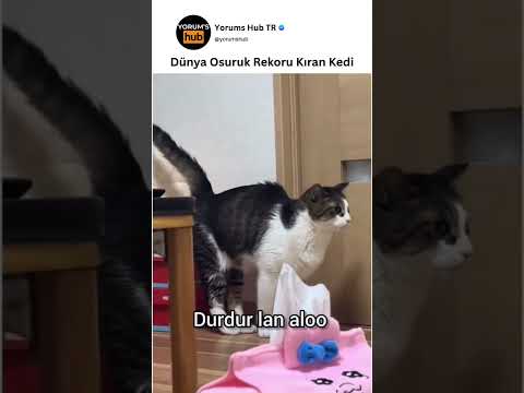 Dünya Osuruk Rekoru Kıran Kedi 😱😂😂
