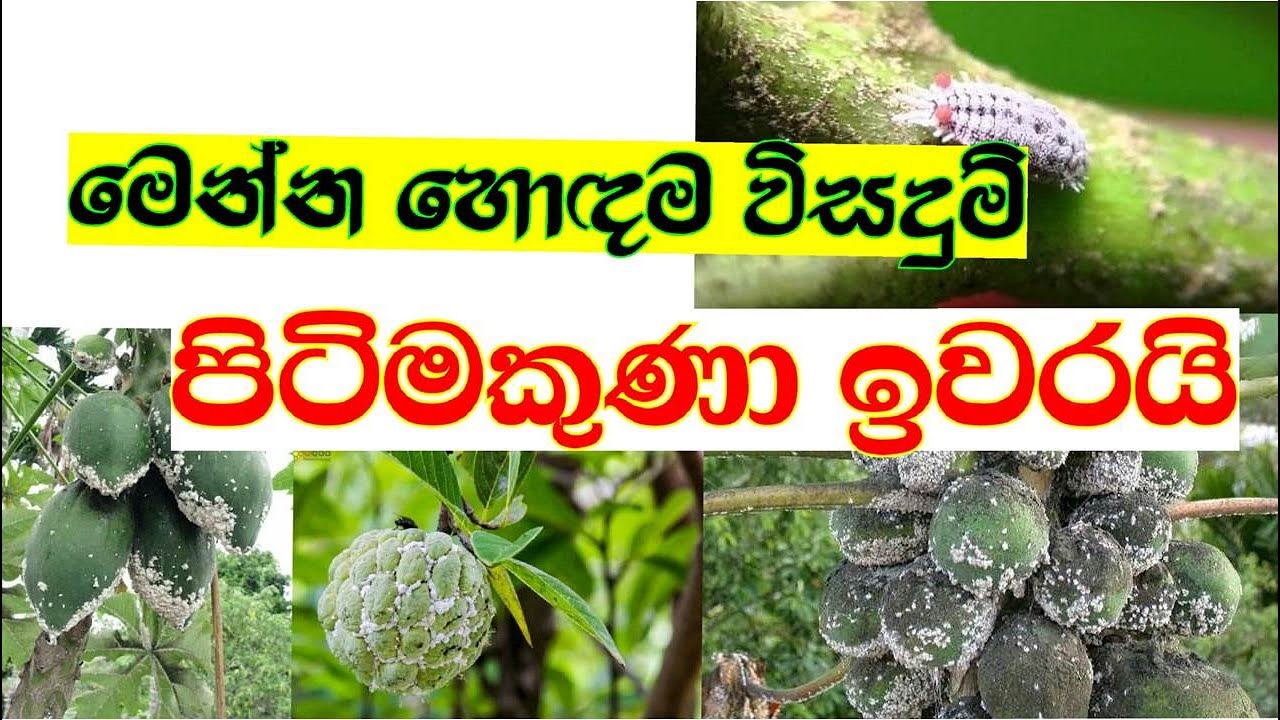 How to control mealybugs | පිටිමකුණන් පාලනය කරන්නේ කොහොමද? | Govithena ...