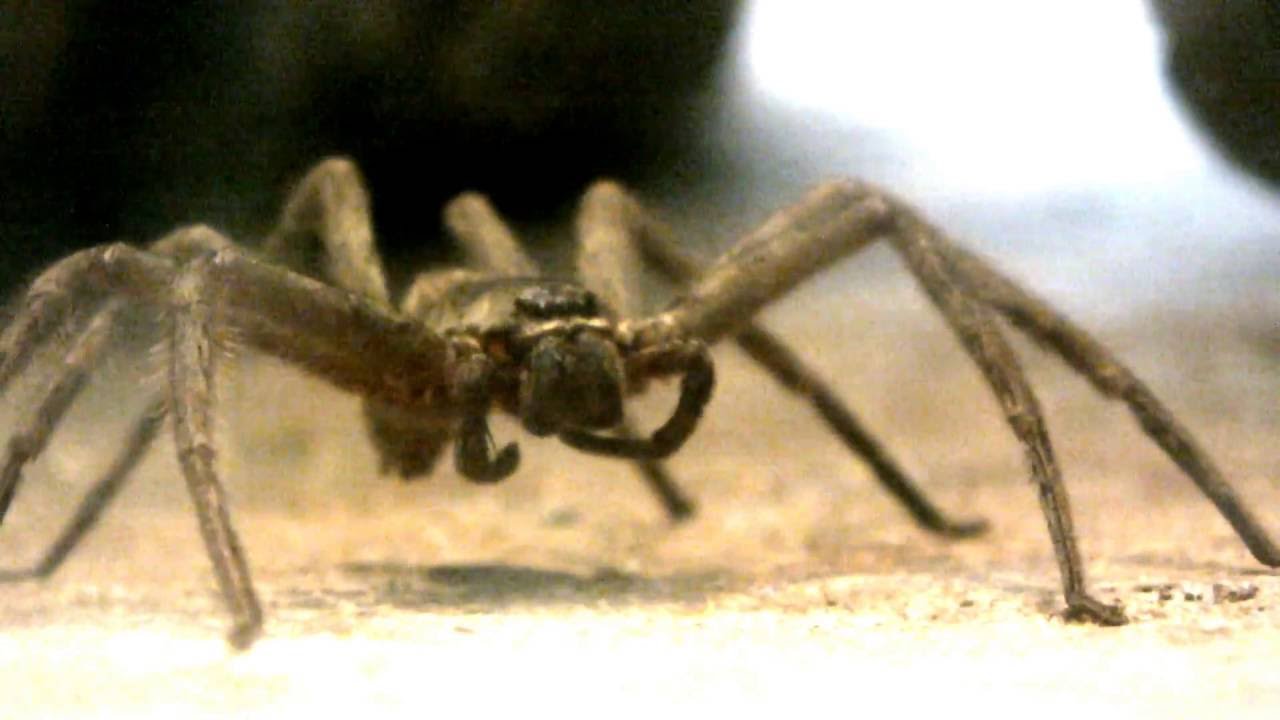 Japan's largest spider. Huntsman spider.日本最大級の蜘蛛。アシダカグモ。 - YouTube