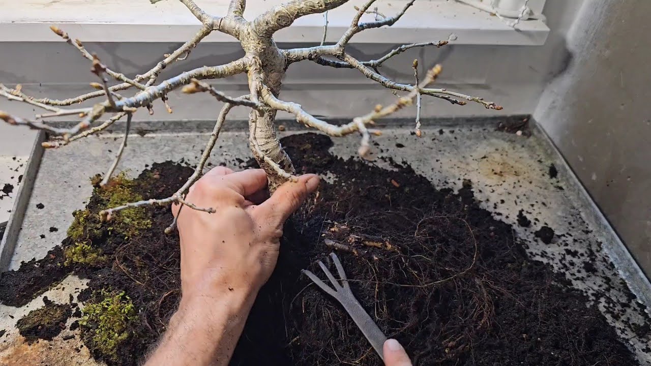 English Oak Bonsai Tree Mega Root Prune - YouTube