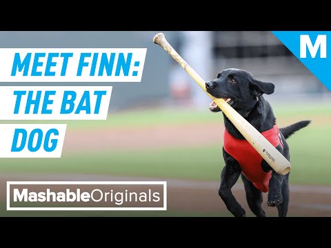 This DOG Is An Official BASEBALL BAT RETRIEVER | Mashable Originals