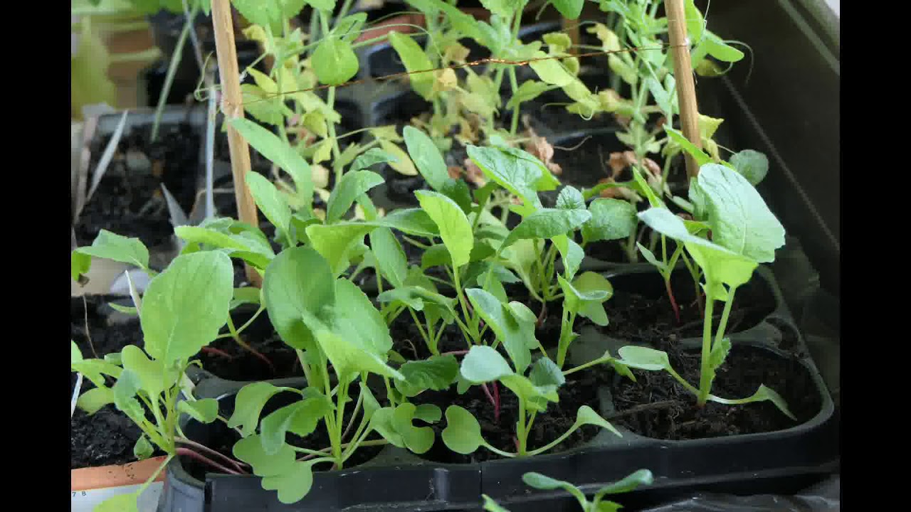 Time-lapse Video of plants growing, Day 26 - YouTube