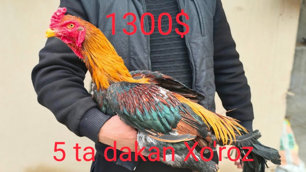 1300$ 5ta dakan xo'roz Namangan Toraqorgon T:93 173 07 33 - YouTube
