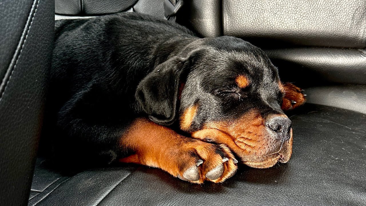 ROTTWEILERS: A STORY OF DEATH ☠️ - YouTube