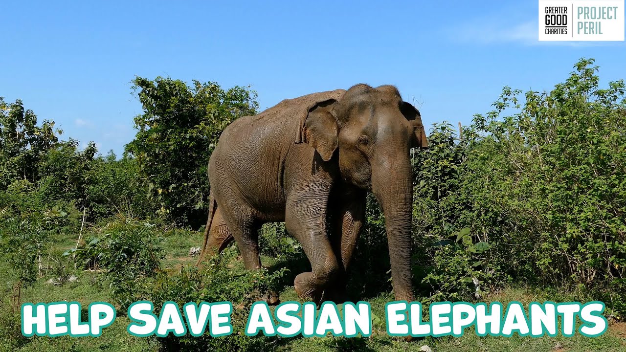 Help Save Endangered Asian Elephants - YouTube