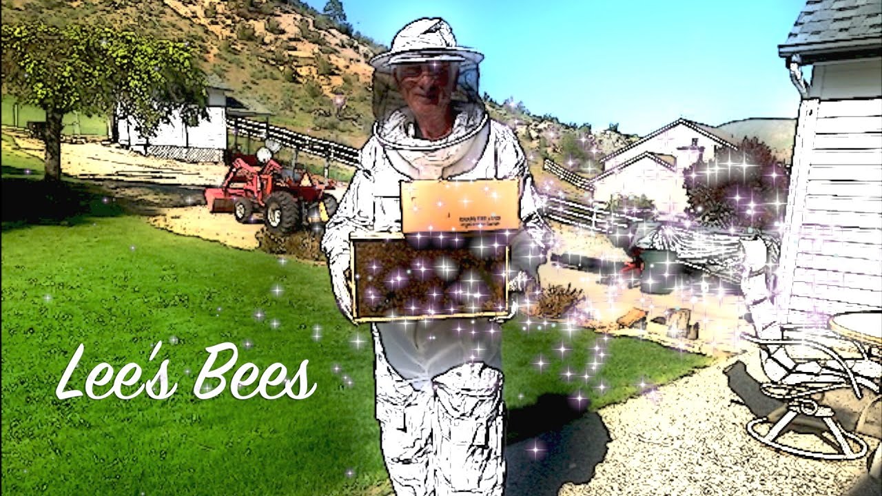 Lee's Bees - YouTube
