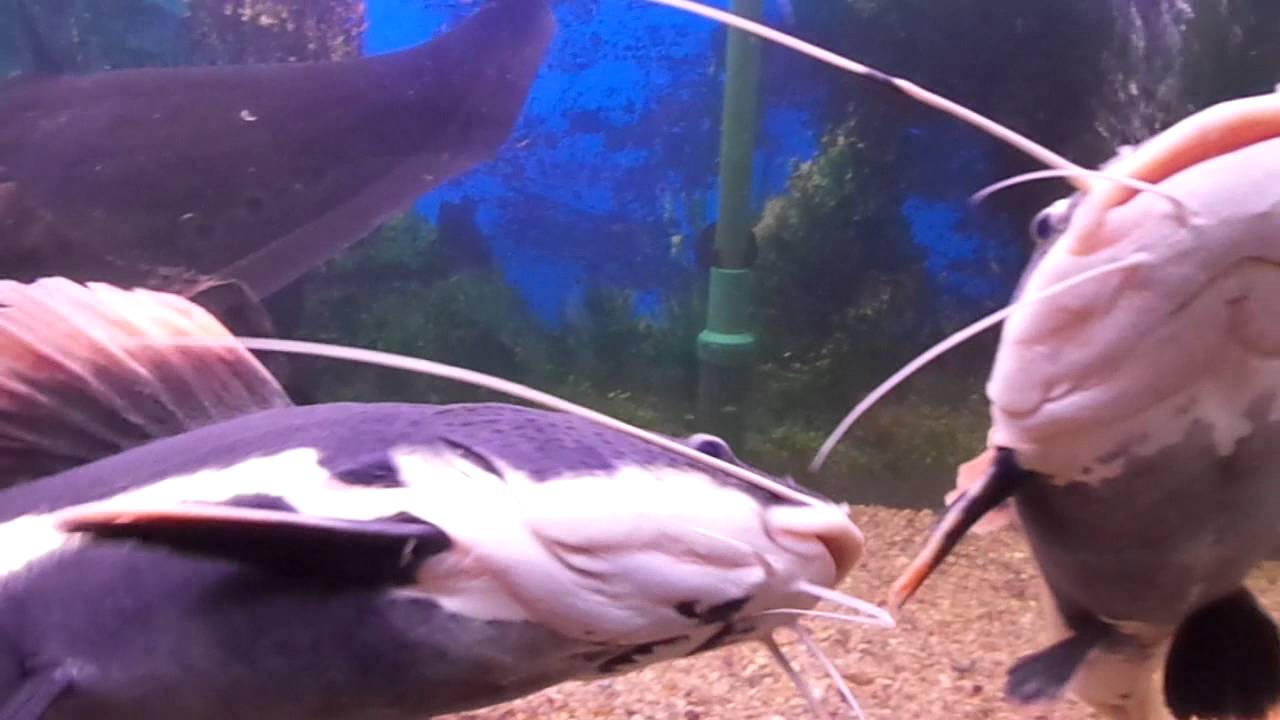 Mi acuario de Peces Monstruosos - YouTube
