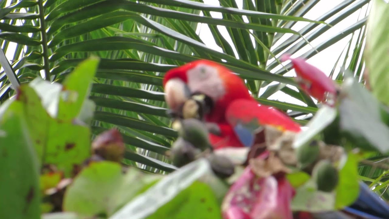 Perroquet Ara rouge - YouTube