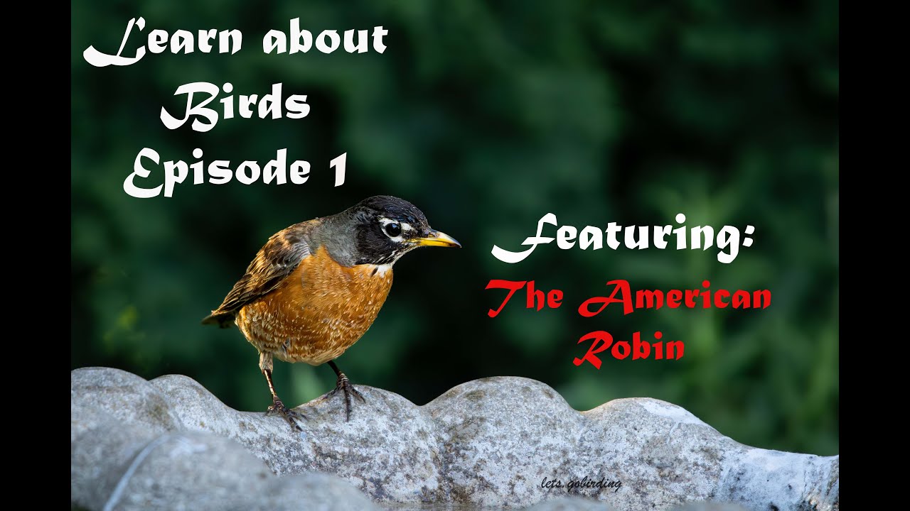 Learn About Birds Episode 1 Featuring The American Robin - YouTube
