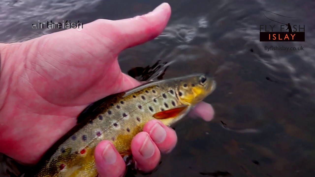 Fly Fish Islay - YouTube