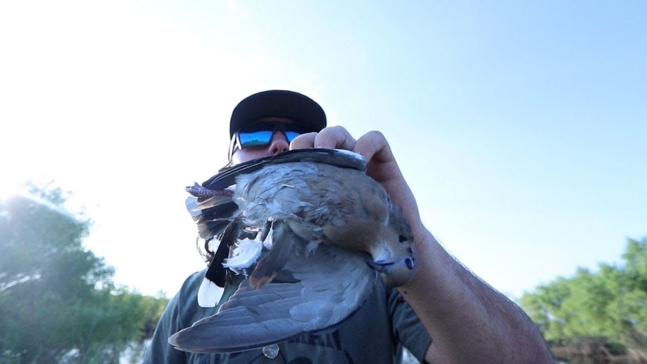Whole fried dove! {Catch Clean Cook} - YouTube