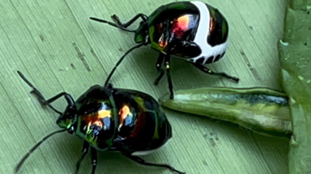 Two insects live in the rainforest, have very beautiful colors. - YouTube
