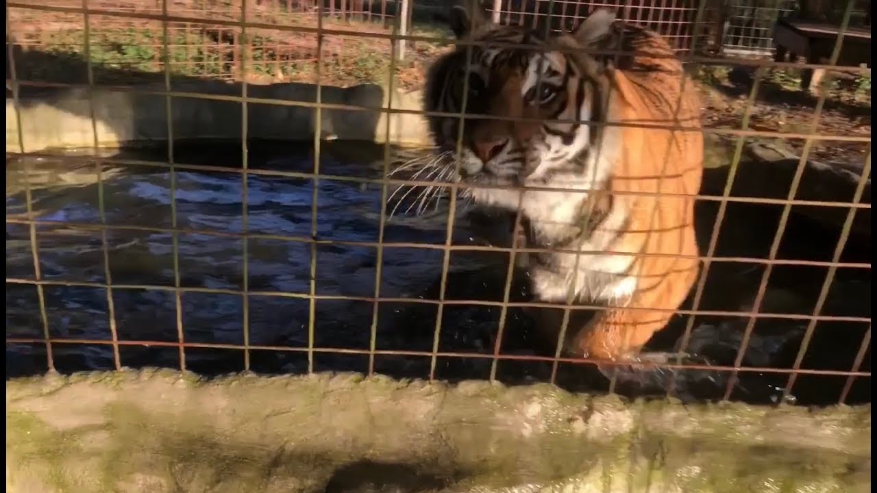 TIGER in a POOL!! - YouTube