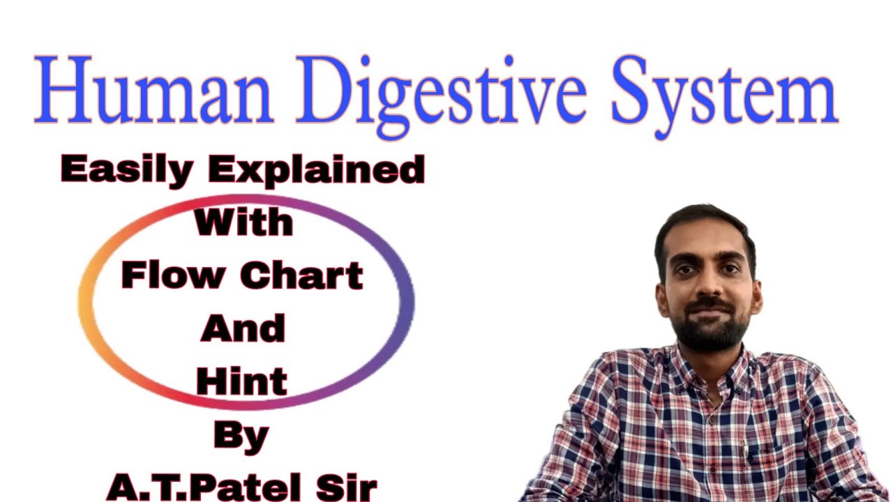 Human Digestive System Flow Chart and Hint To Learn function of ...