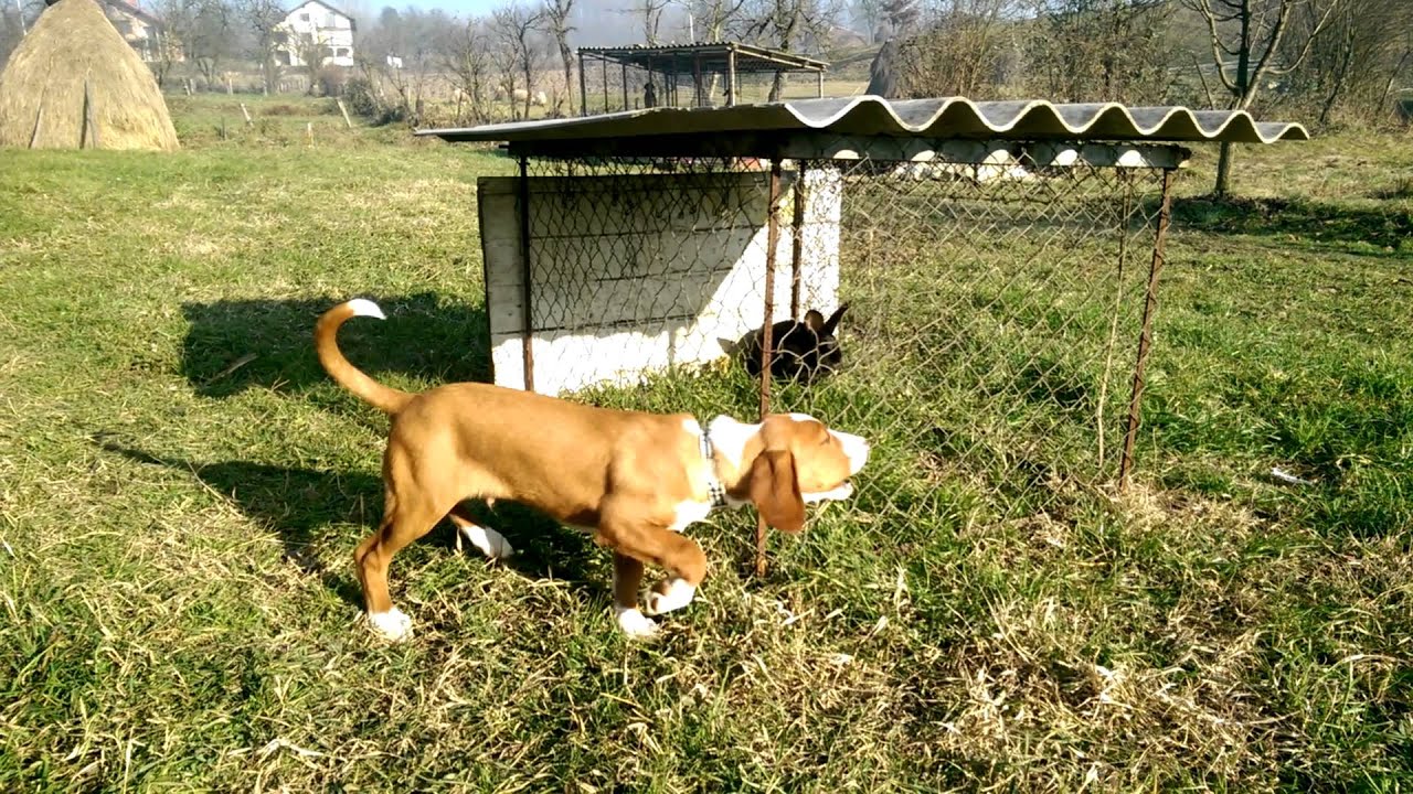 Obuka lovackih pasa! - YouTube