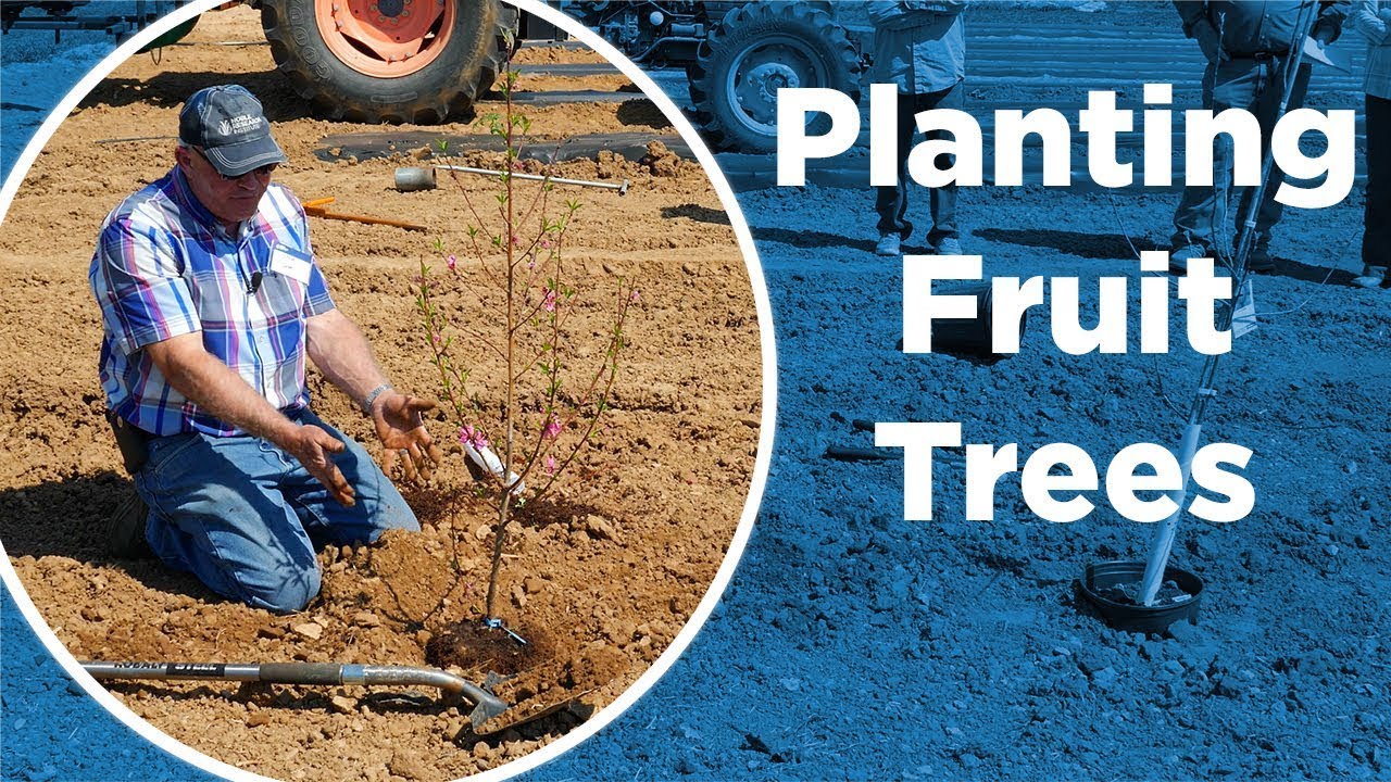 How Do I Plant Fruit Trees? - DIY Series - Planting New Peach, Apple ...