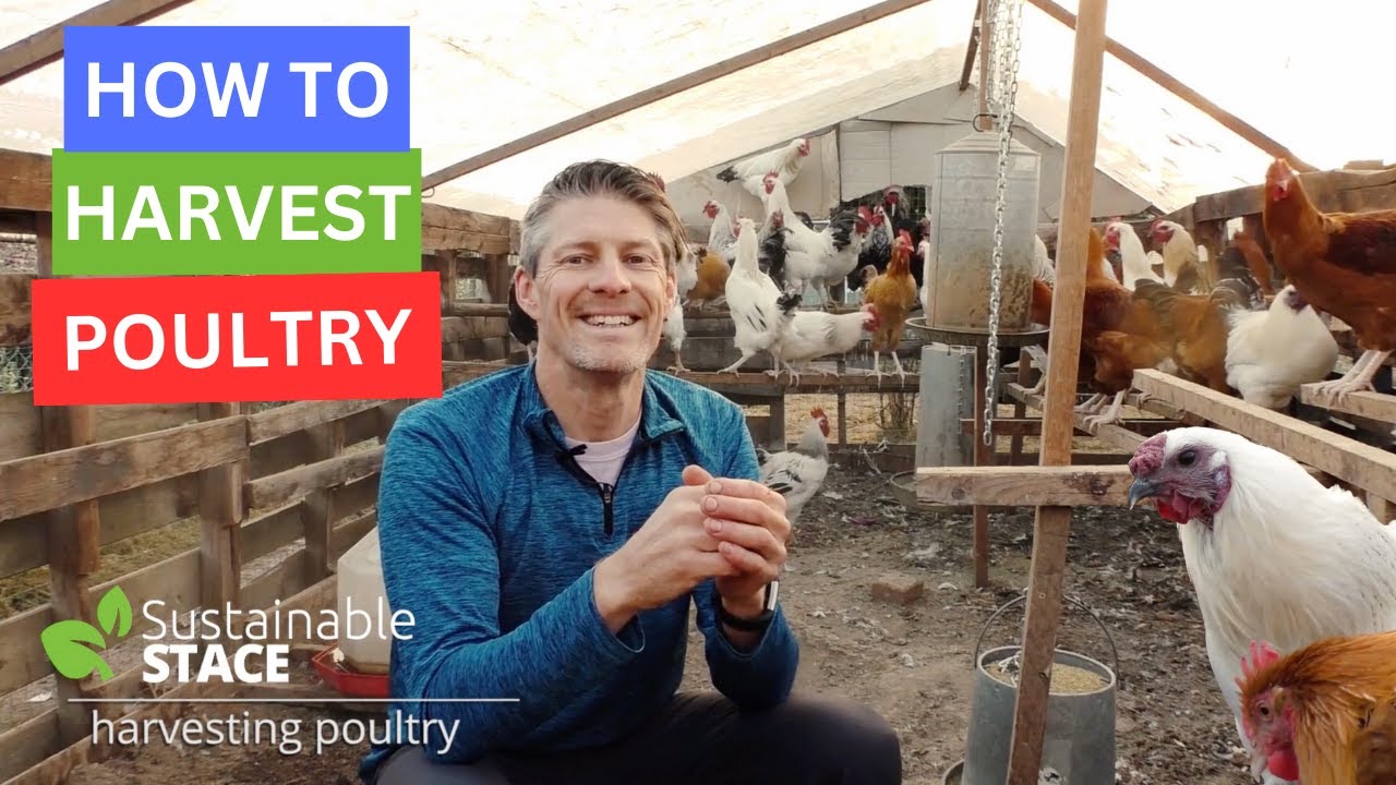 How To Harvest Poultry - YouTube