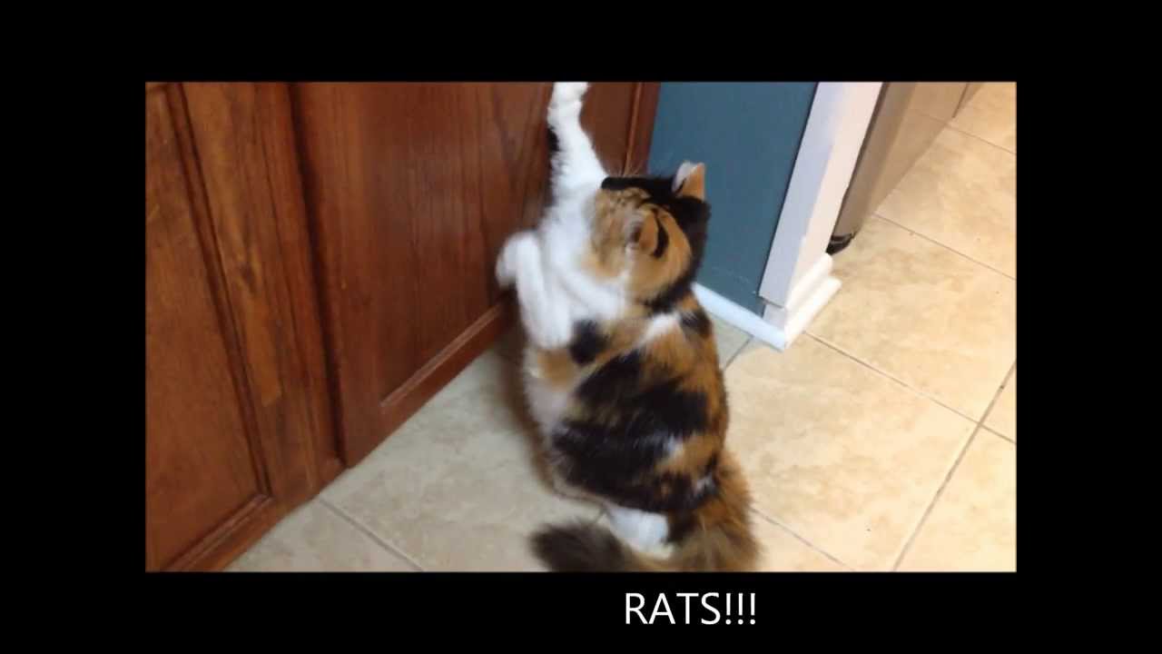 calico kitty cat playing with laser pointer so cute! - YouTube
