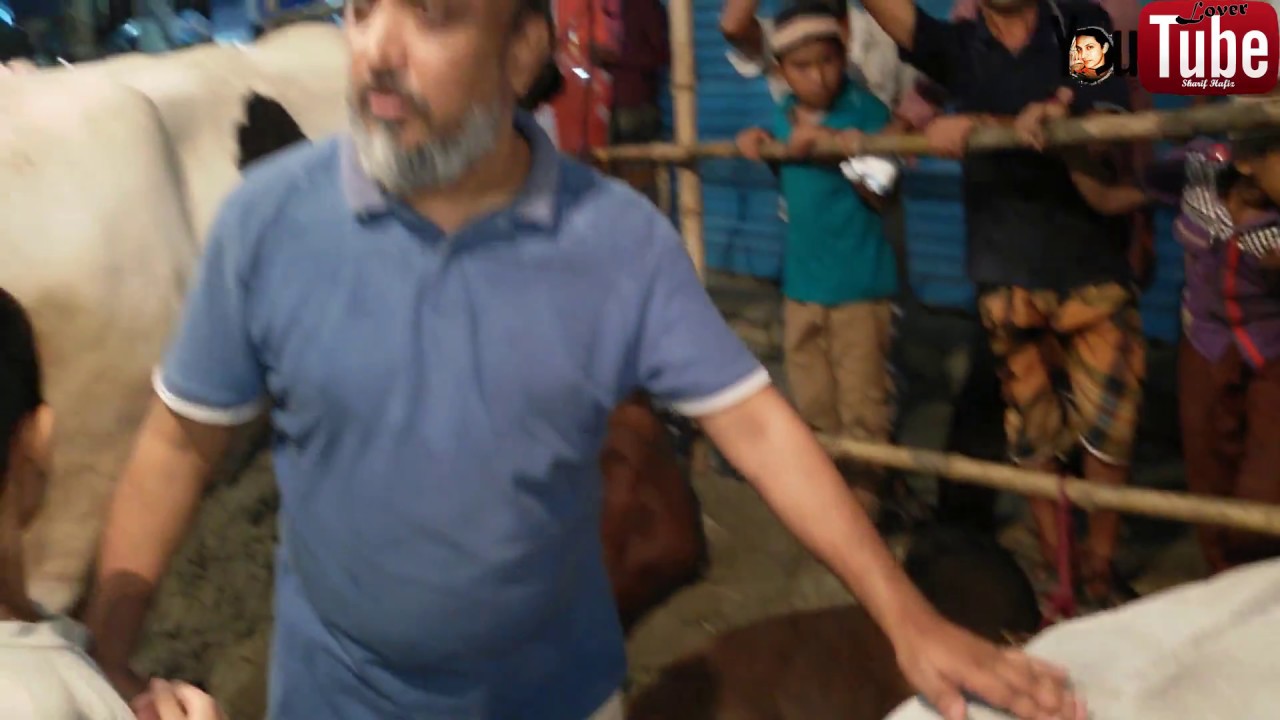 Miniature Cow (Butti Cow ) In Dhupkhola Cattle Market - YouTube