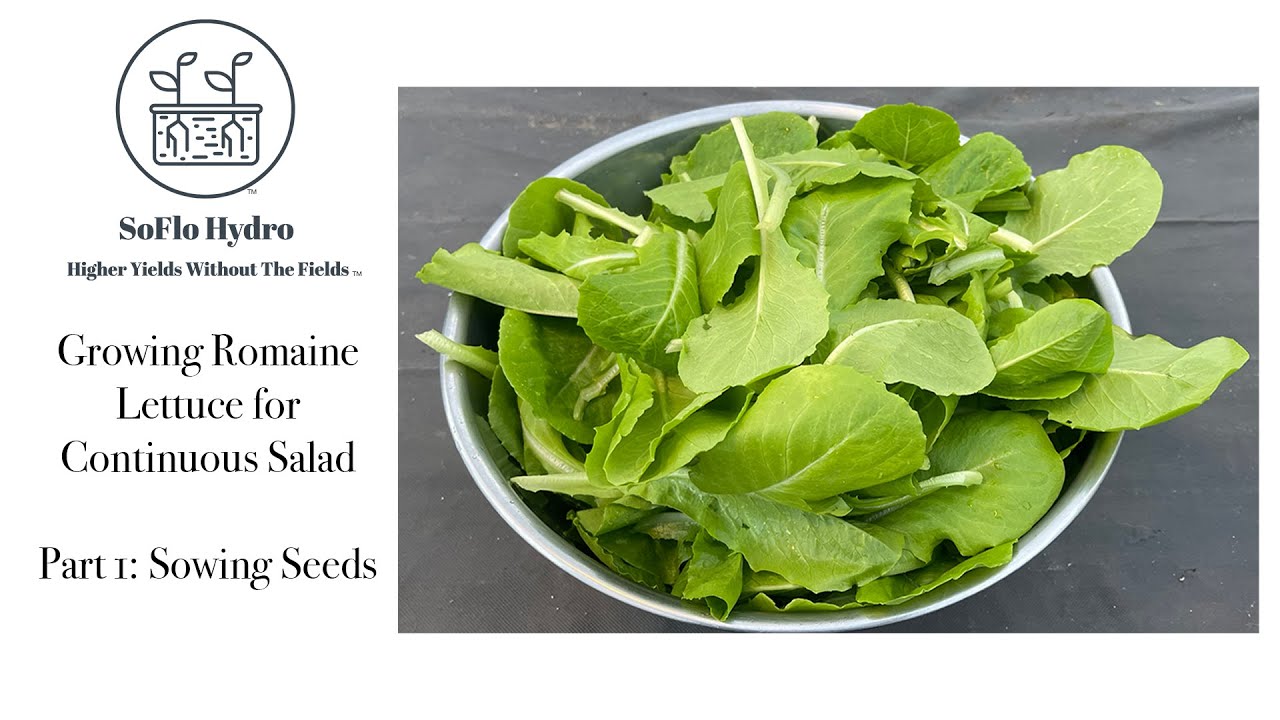 Growing Hydroponic Romaine Lettuce from Seed to Salad - Part 1 - Sowing ...
