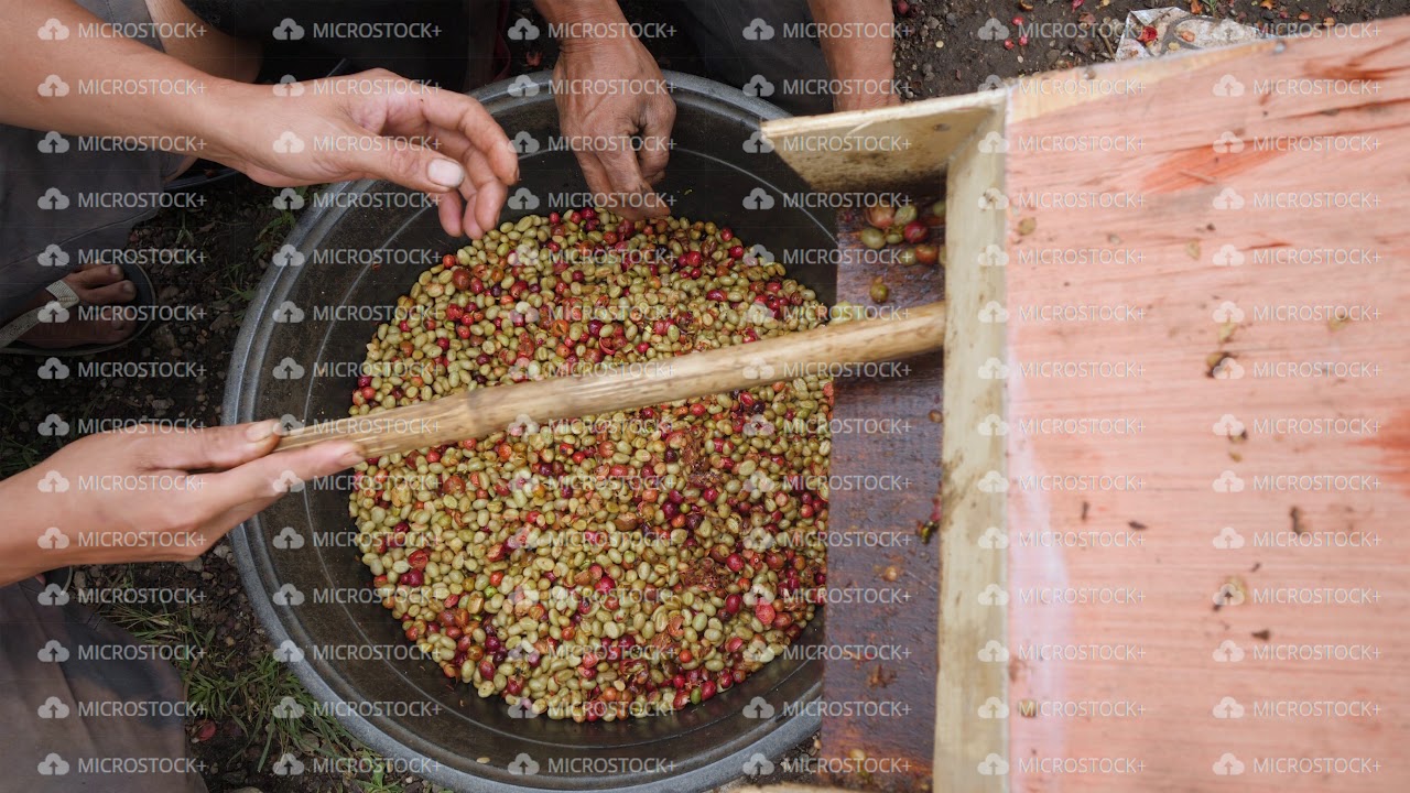 Hulled and peeled coffee beans from coffee bean huller machine. - YouTube