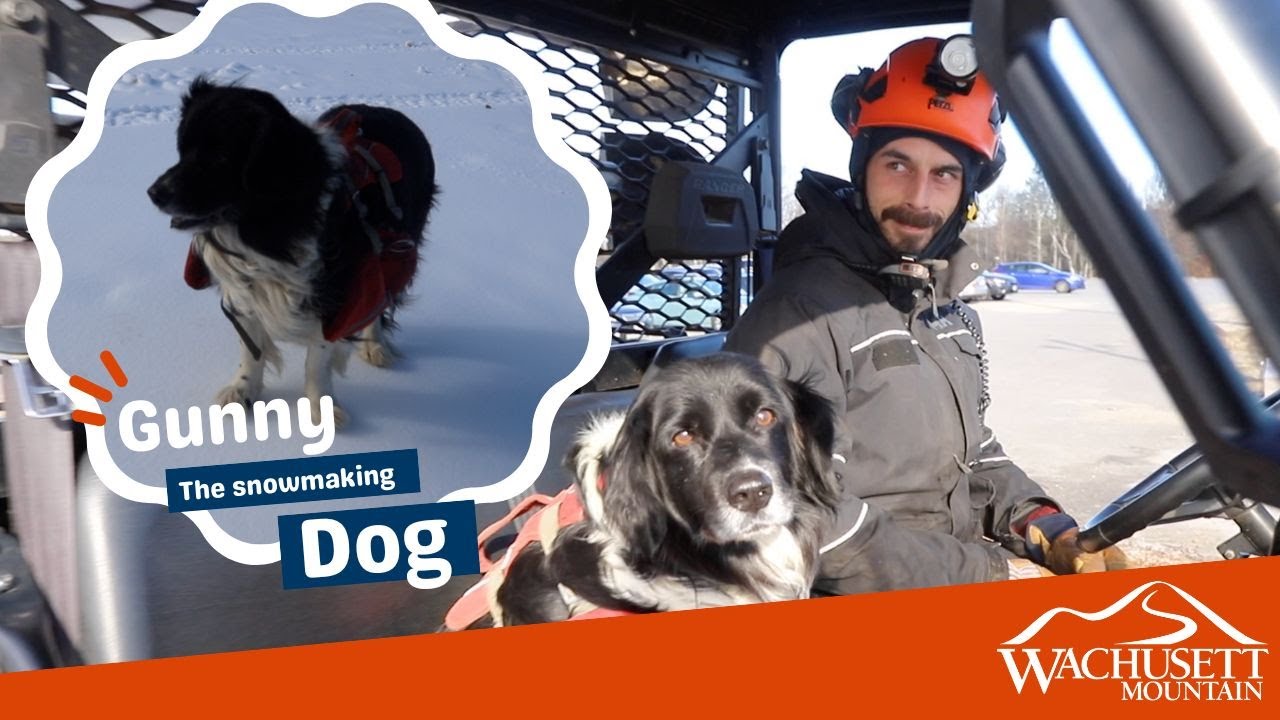 Gunny the Snowmaking Dog - YouTube