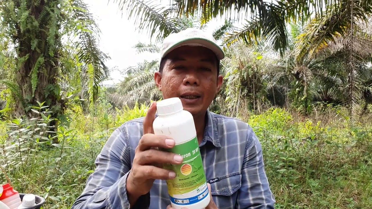 Membuat Larutan induk Herbisida dengan 2 lt paraquat untuk Penyemprotan ...
