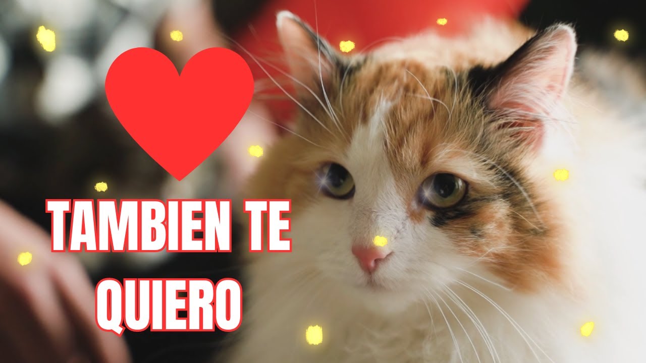 10 formas de decirle TE QUIERO a tu gato y que te entienda - YouTube