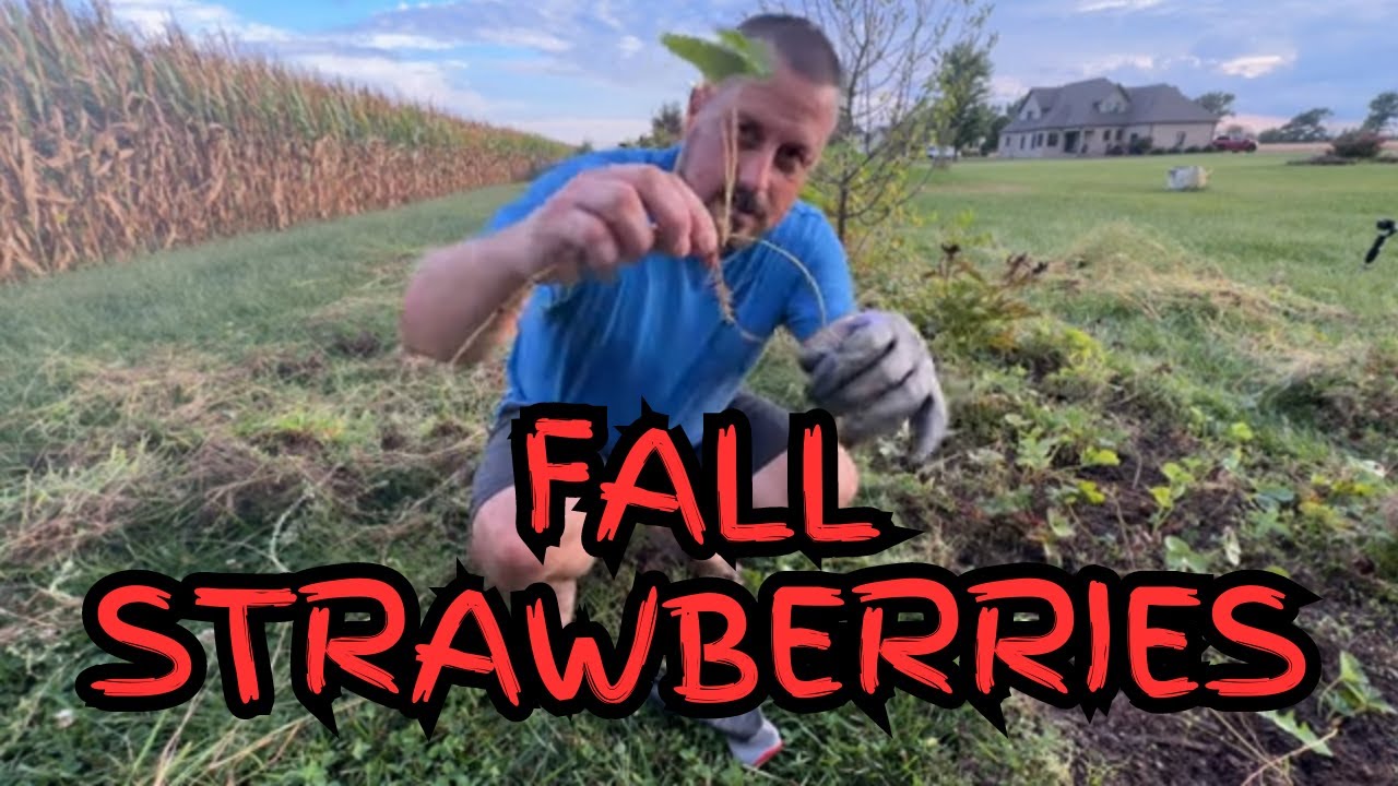 Fall strawberry planting - YouTube