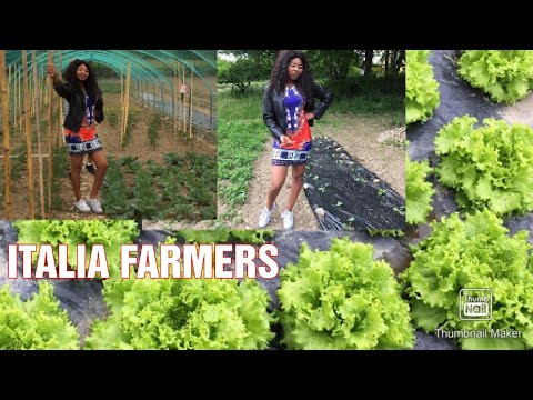 YOUNG FEMALE FARMERS IN ITALY || ITALIAN FARMER LANDS | NIGERIAN ...
