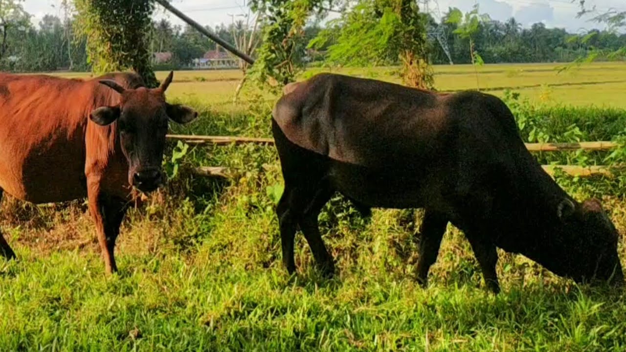 Lembu peliharaan..mengembala sapi.. lembu jinak.. - YouTube