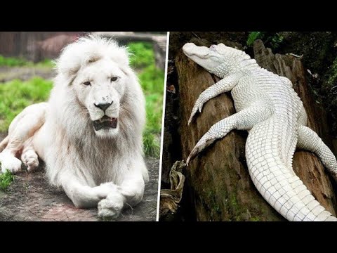 8 Rarest White Animals in the World - YouTube