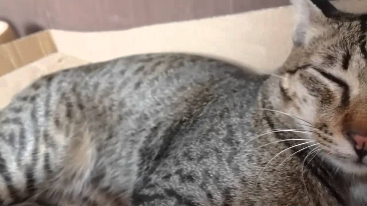 Cat Joseph - YouTube